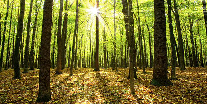 Deciding Between Farah Fawcett and Timber | Connecting the Dots ...